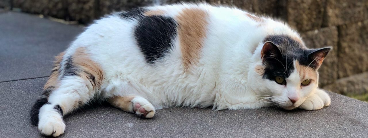 Research – Stacy Wittstock, Ph.D.